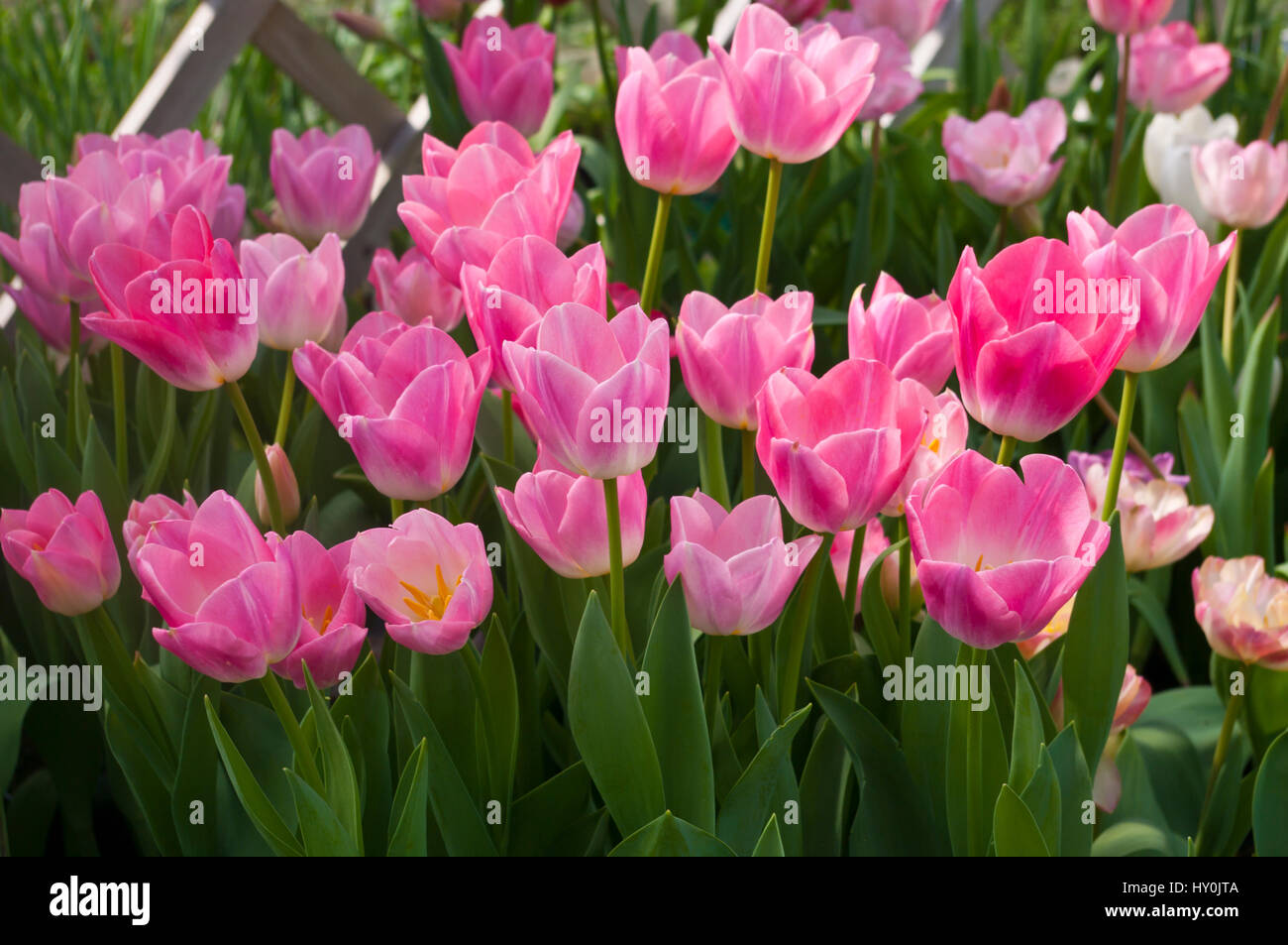 Pink tulip flowers hi-res stock photography and images - Alamy