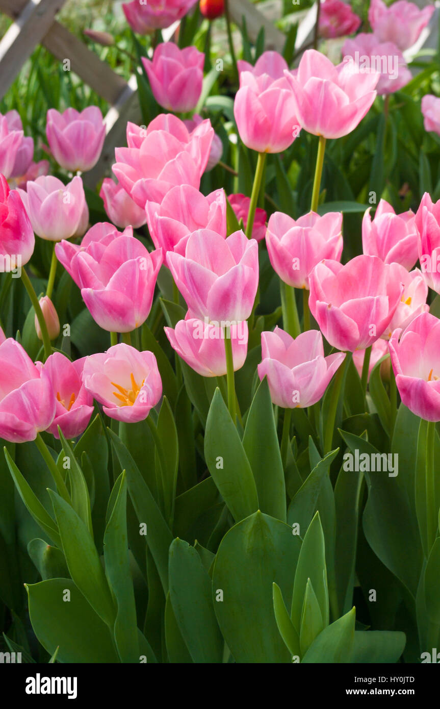 Spring Pink Tulip Flowers Stock Photo - Alamy