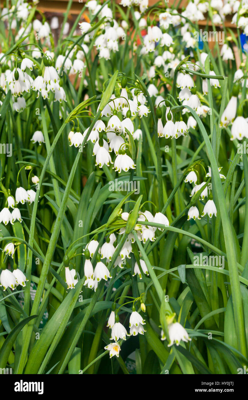 Loddon england hi-res stock photography and images - Alamy