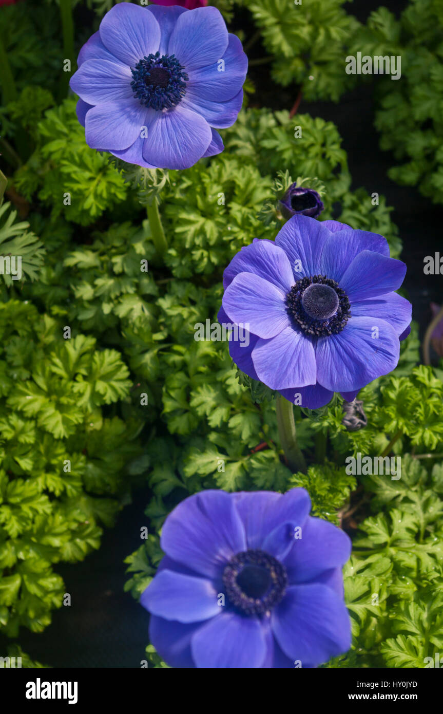 Blue Anemones Flowers " Anemone Harmony Stock Photo - Alamy