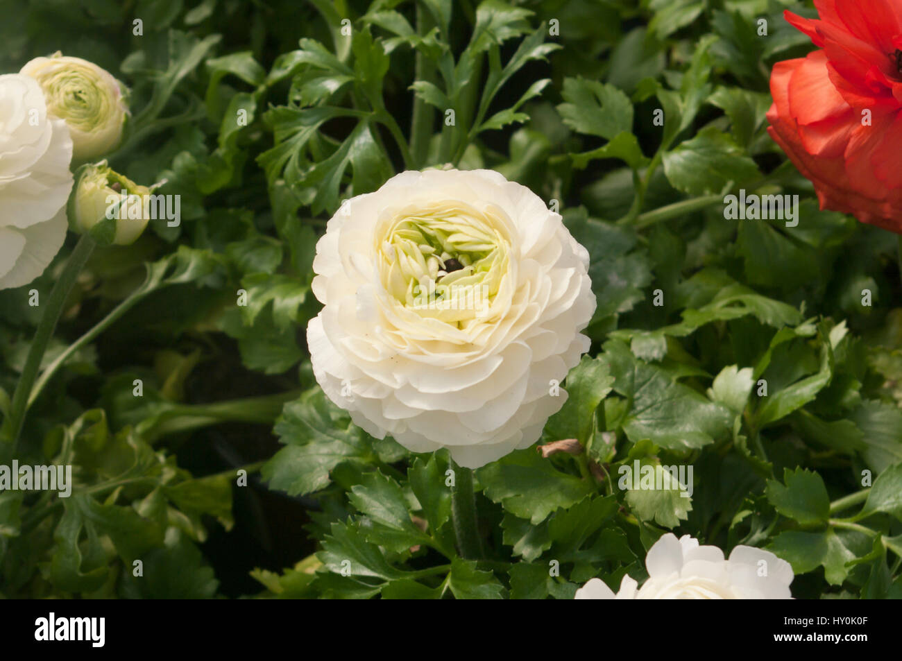 White Ranunculus Flowers Stock Photo - Alamy