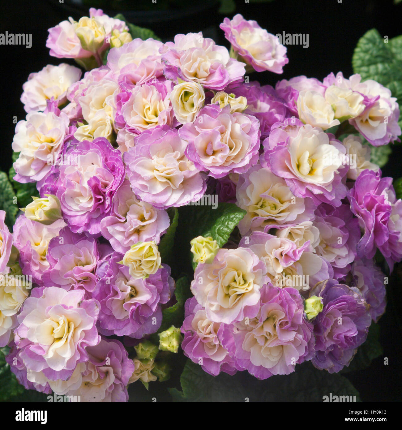Primula Belerina " Pink Champagne " Pink and White Primulas Stock Photo ...