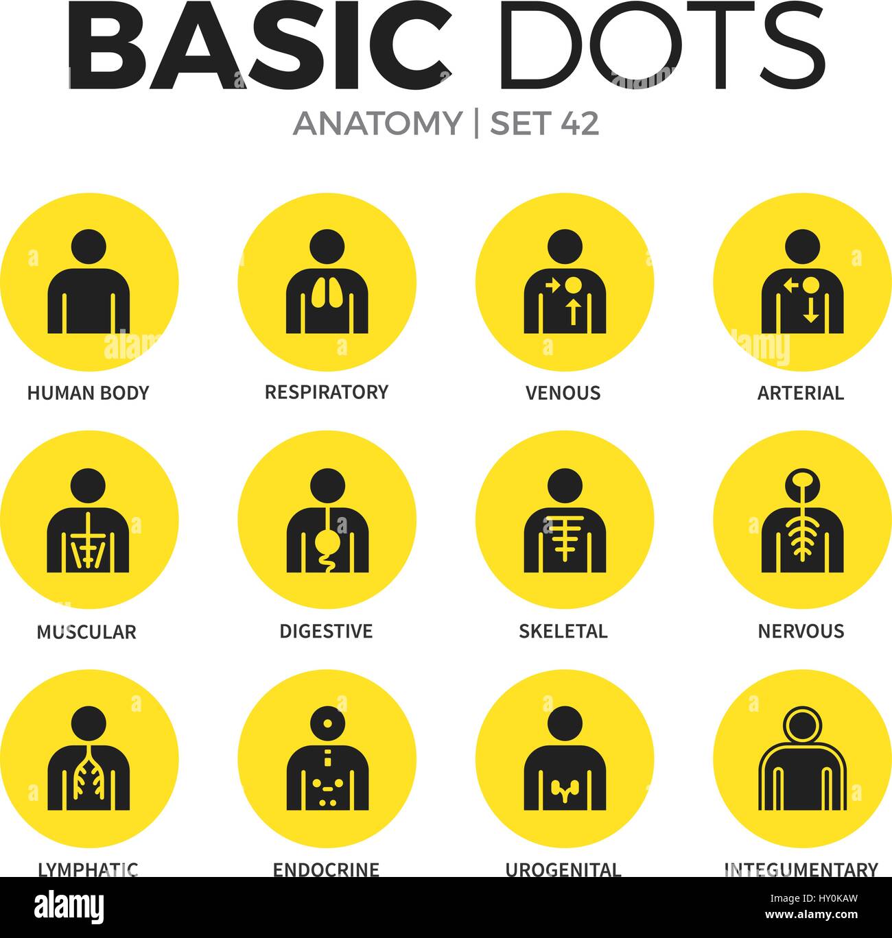 Muscular skeletal system Stock Vector Images - Alamy