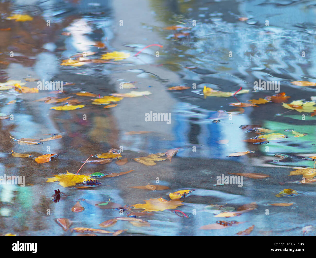 multi colored fallen autumn leaves lie in a puddle Stock Photo - Alamy