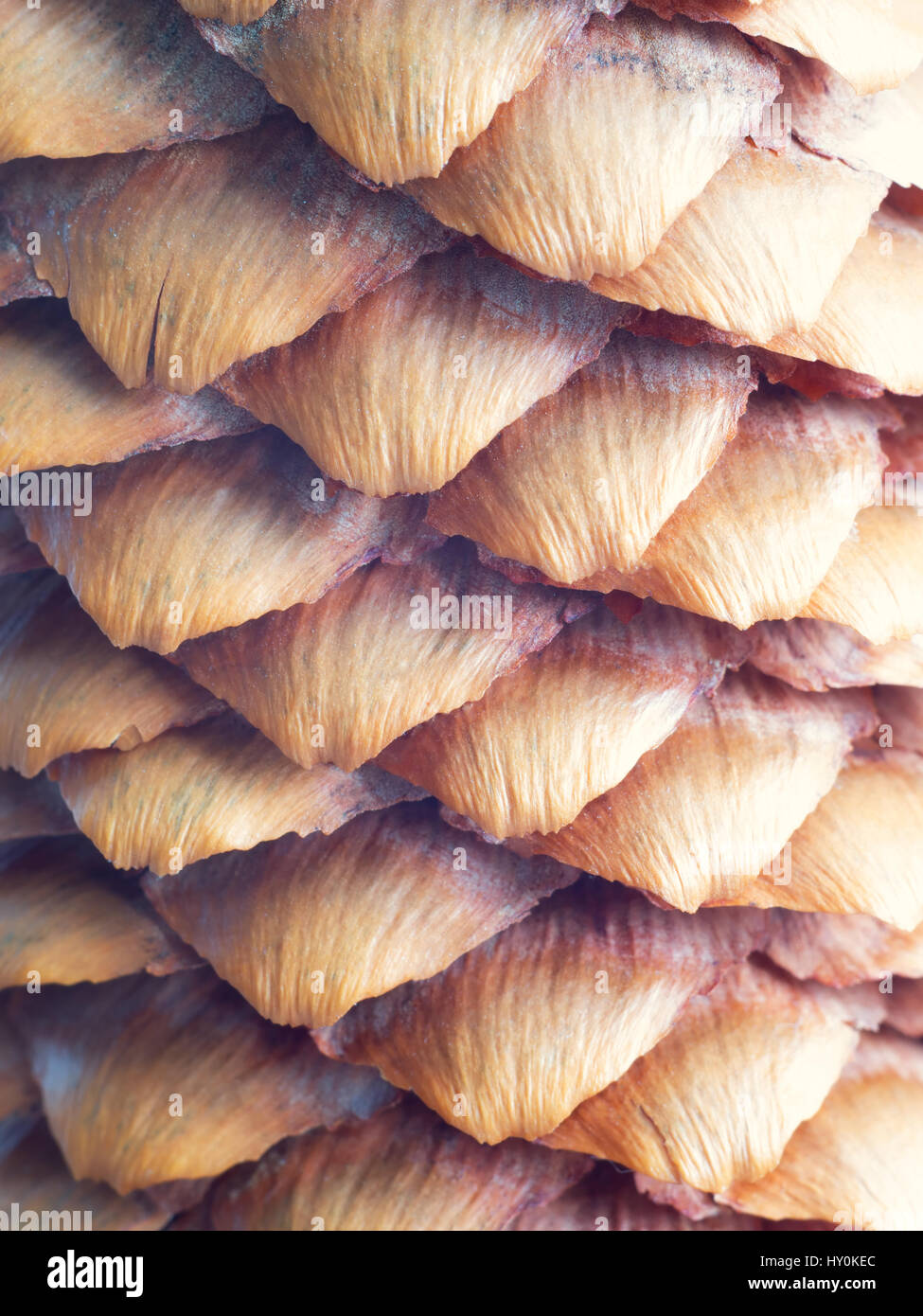 fir cone closeup.the surface texture of fir cones Stock Photo - Alamy