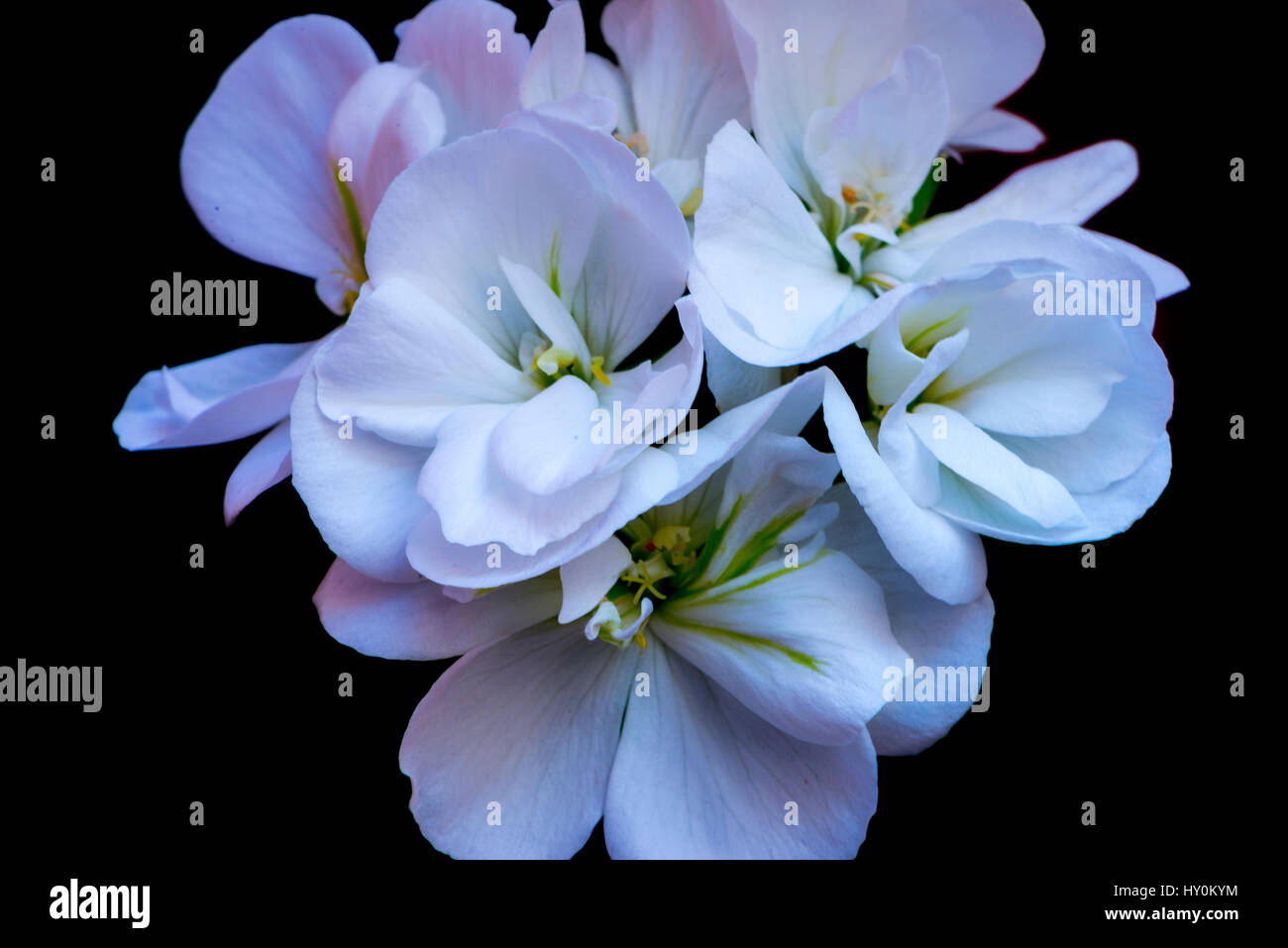 Macro photography of a geranium of a white color Stock Photo - Alamy