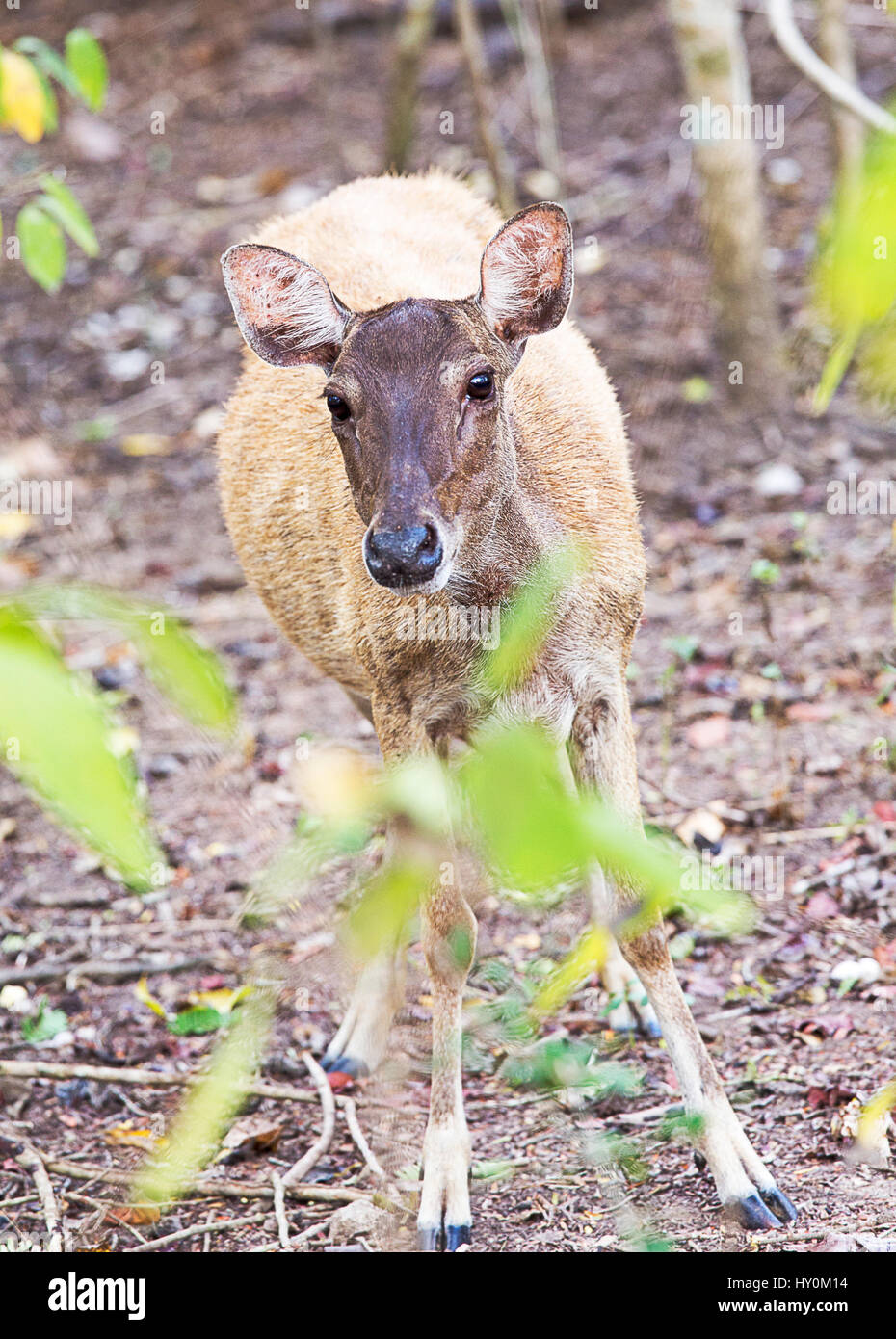 Young deer in the forest islands of Indonesia on the background of ...