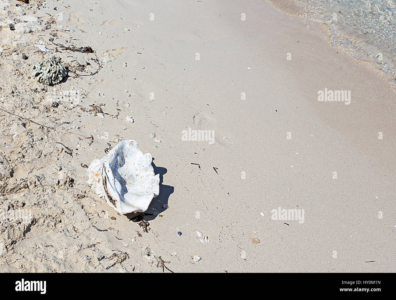 clam shell on white tropical sand, Cambodia Stock Photo - Alamy
