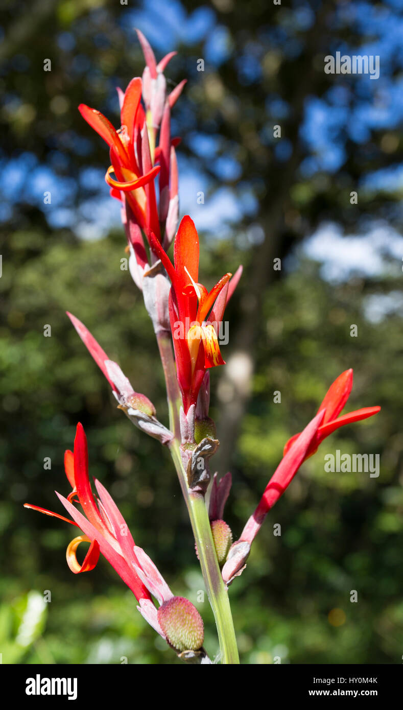 Red orchid flower in Cuba forest Stock Photo - Alamy