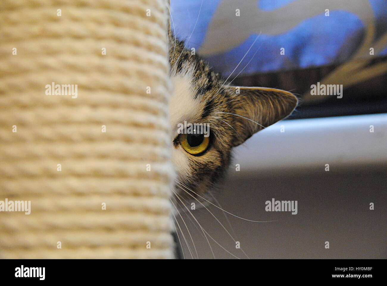 Domestic Cat Scratching Post Indoor High Resolution Stock Photography ...