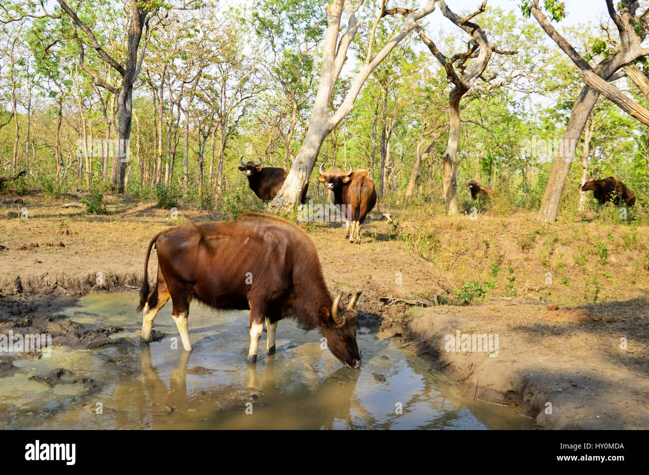 Indian bison along with calf drinking water from small ponds which ...