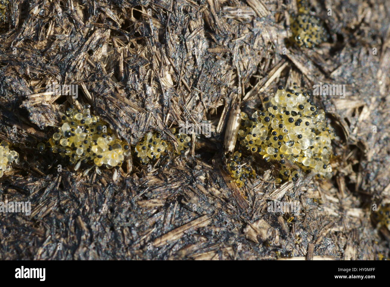 Pilobolus fungi hi-res stock photography and images - Alamy