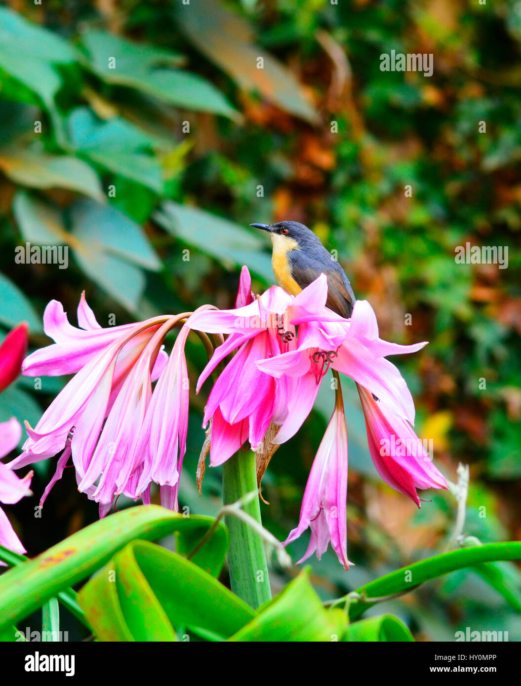 Tailor bird hi-res stock photography and images - Alamy