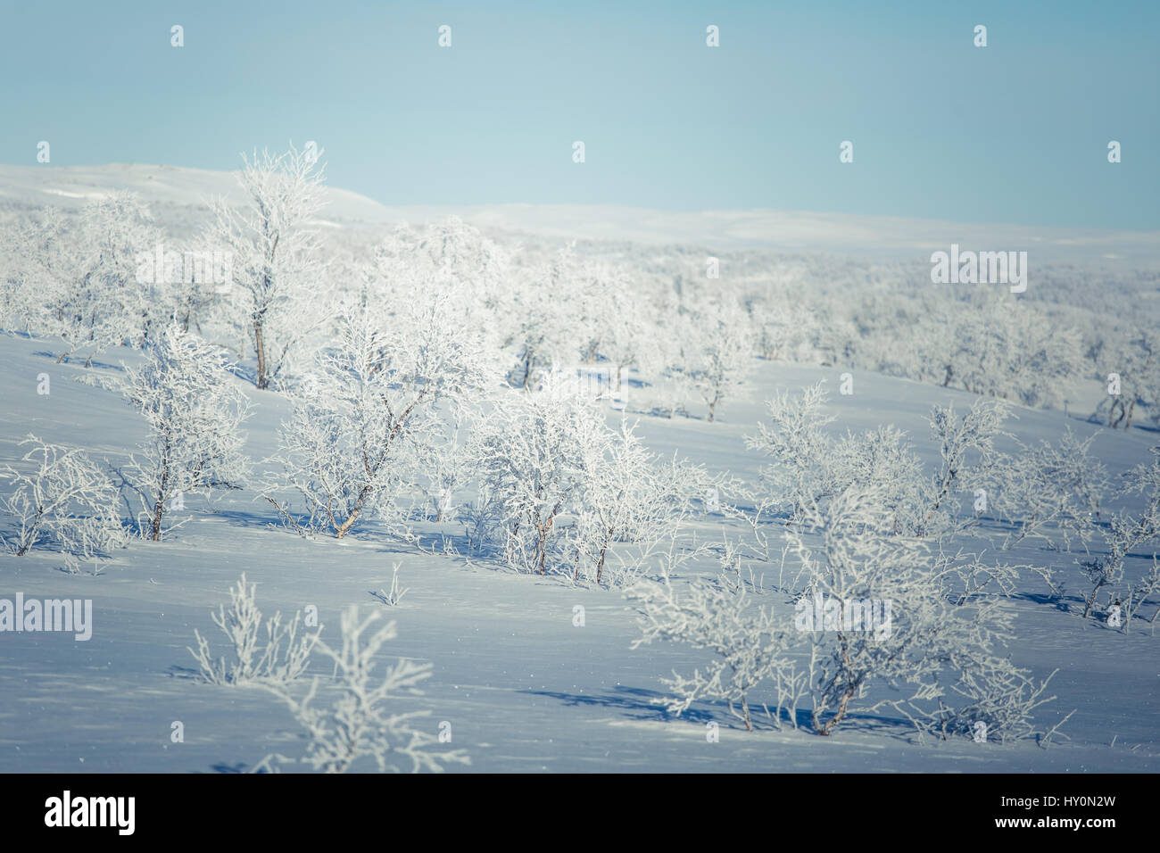 A beautiful white landscape of a snowy Norwegian winter day Stock Photo ...