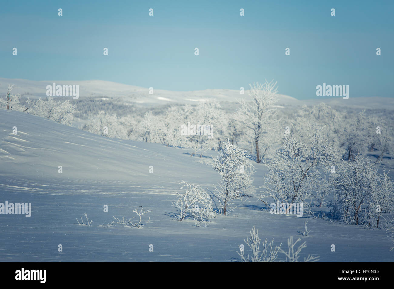 A beautiful white landscape of a snowy Norwegian winter day Stock Photo ...