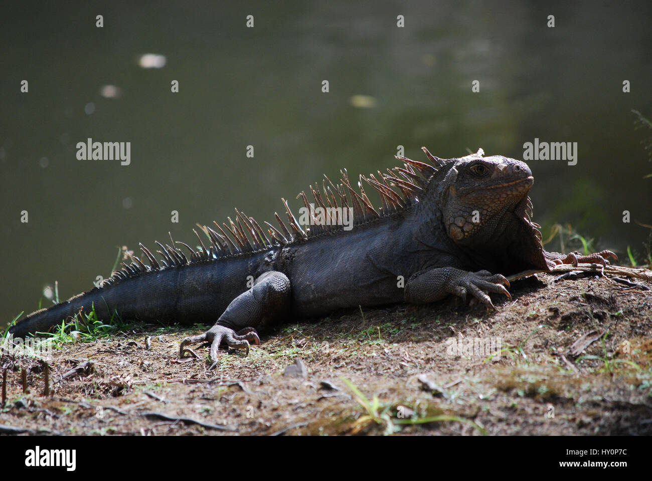 Sun bathing iguana warming in the sunshine beside a body of water Stock ...