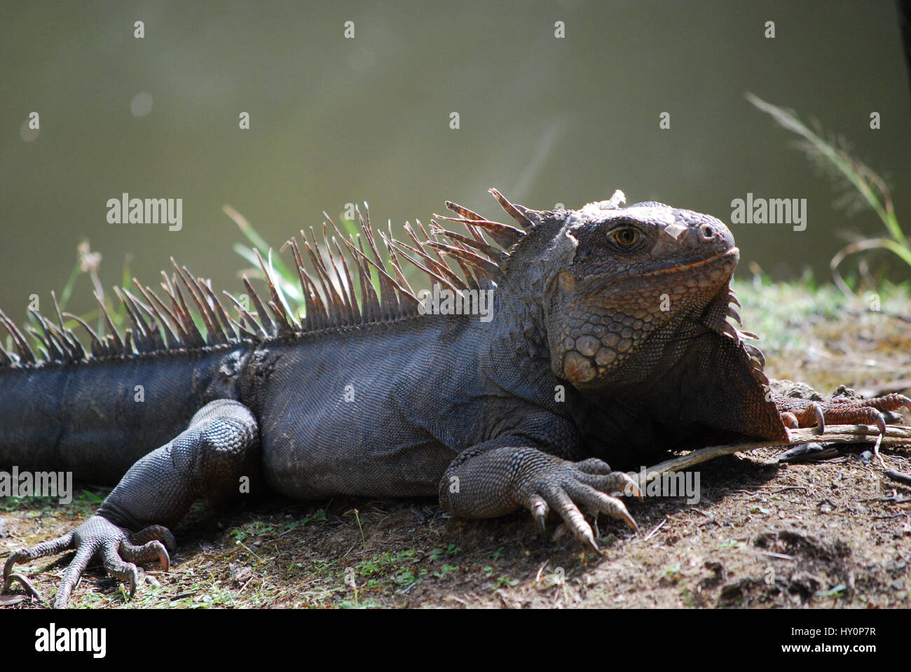 Gray iguana warming in the sunshine beside a body of water Stock Photo ...