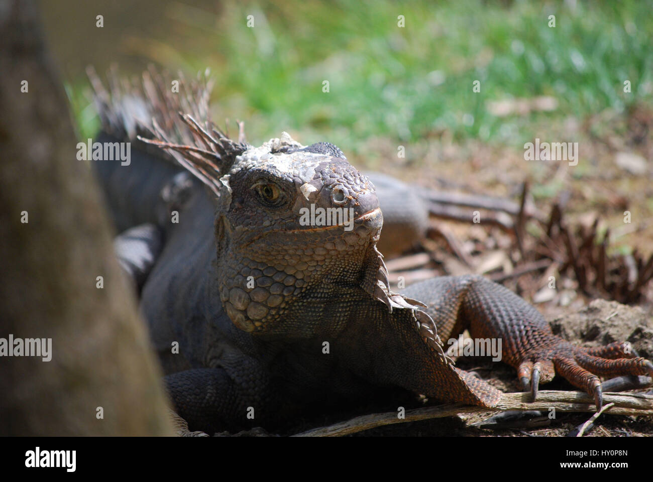 Spines along the back of an iguana in the warm tropcis Stock Photo - Alamy