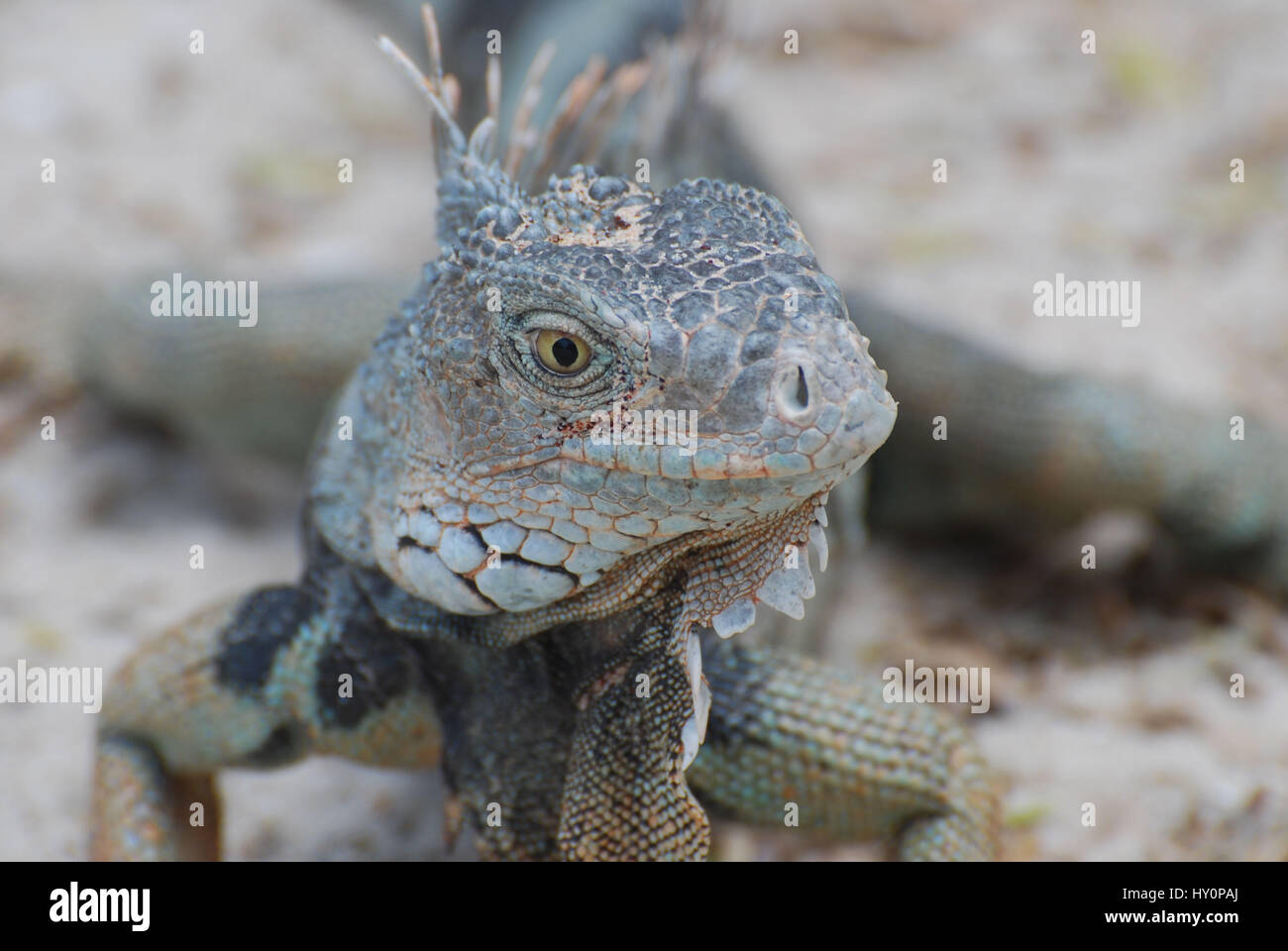 Fantastic face of an iguana with spines on his back posing Stock Photo ...