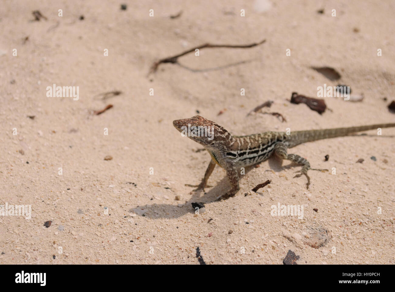 Adorable small brown lizard hi-res stock photography and images - Alamy