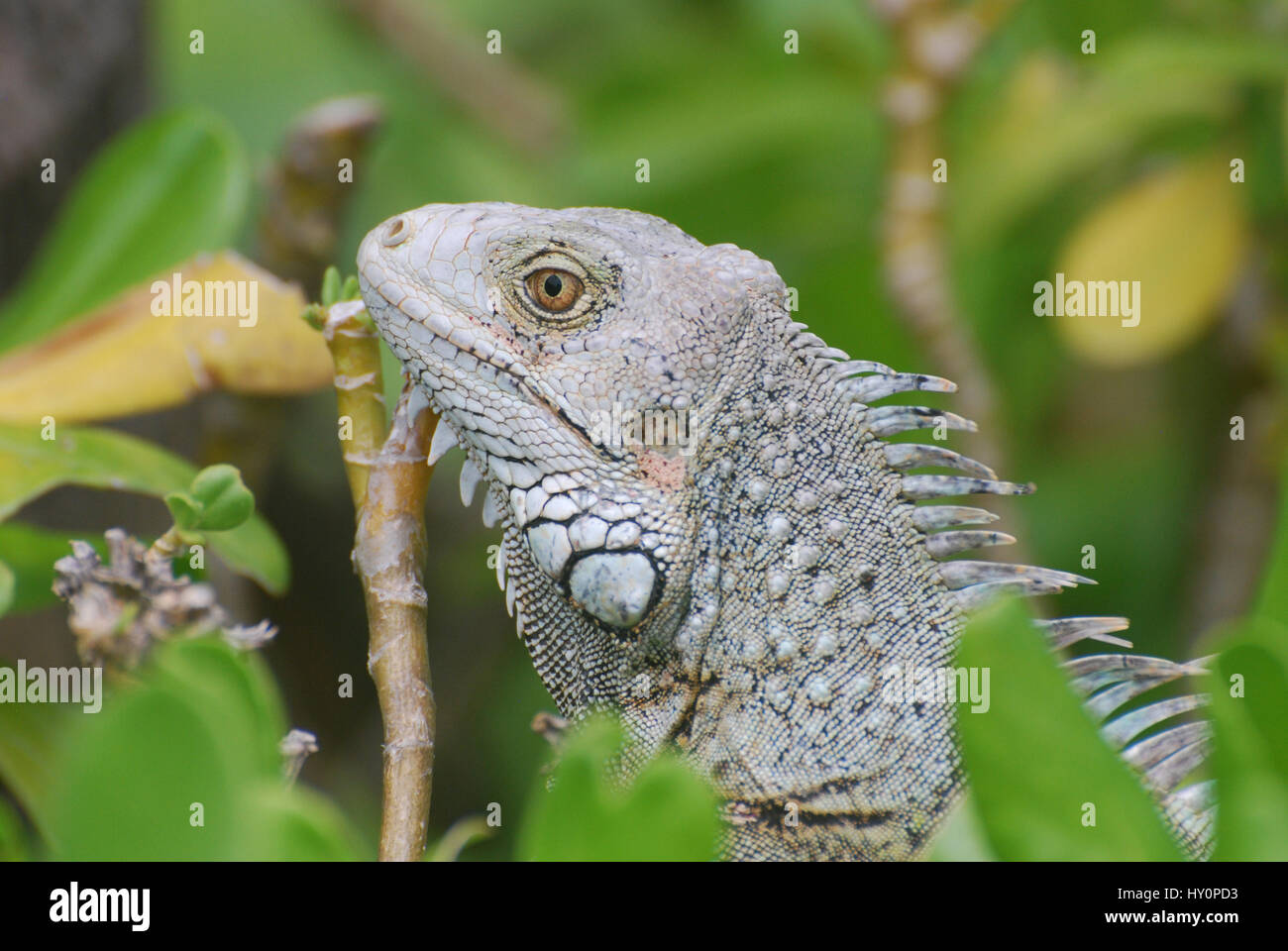 Fantastic gray iguana sitting in the top of a bush Stock Photo - Alamy