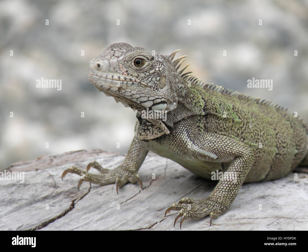 Gorgeous amazing gray iguana perched on a fallen log Stock Photo - Alamy