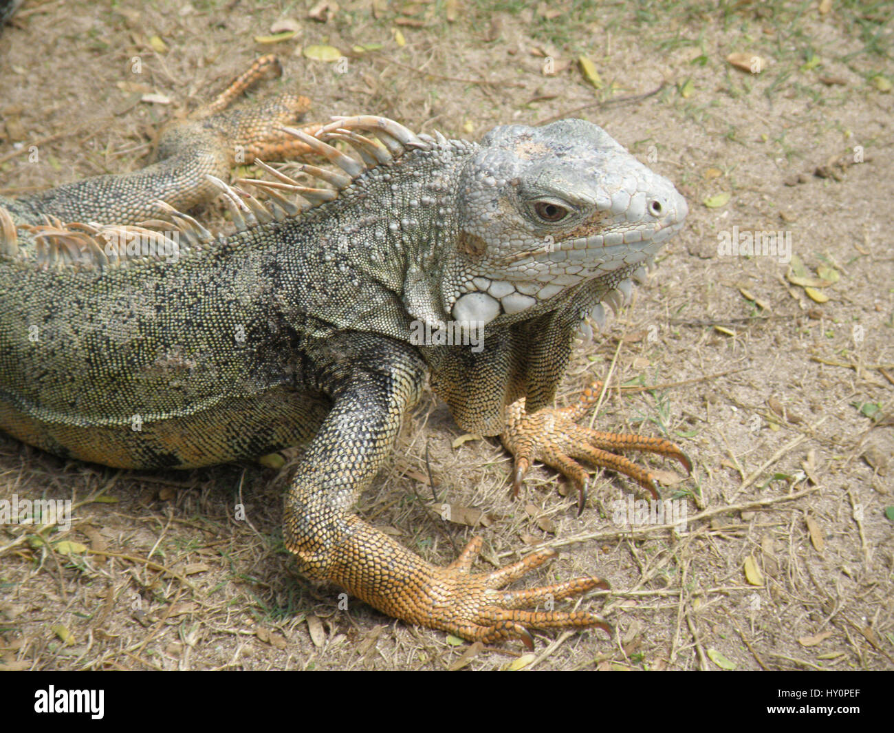 Amazing iguanas in the outdoors with spines along his back Stock Photo ...