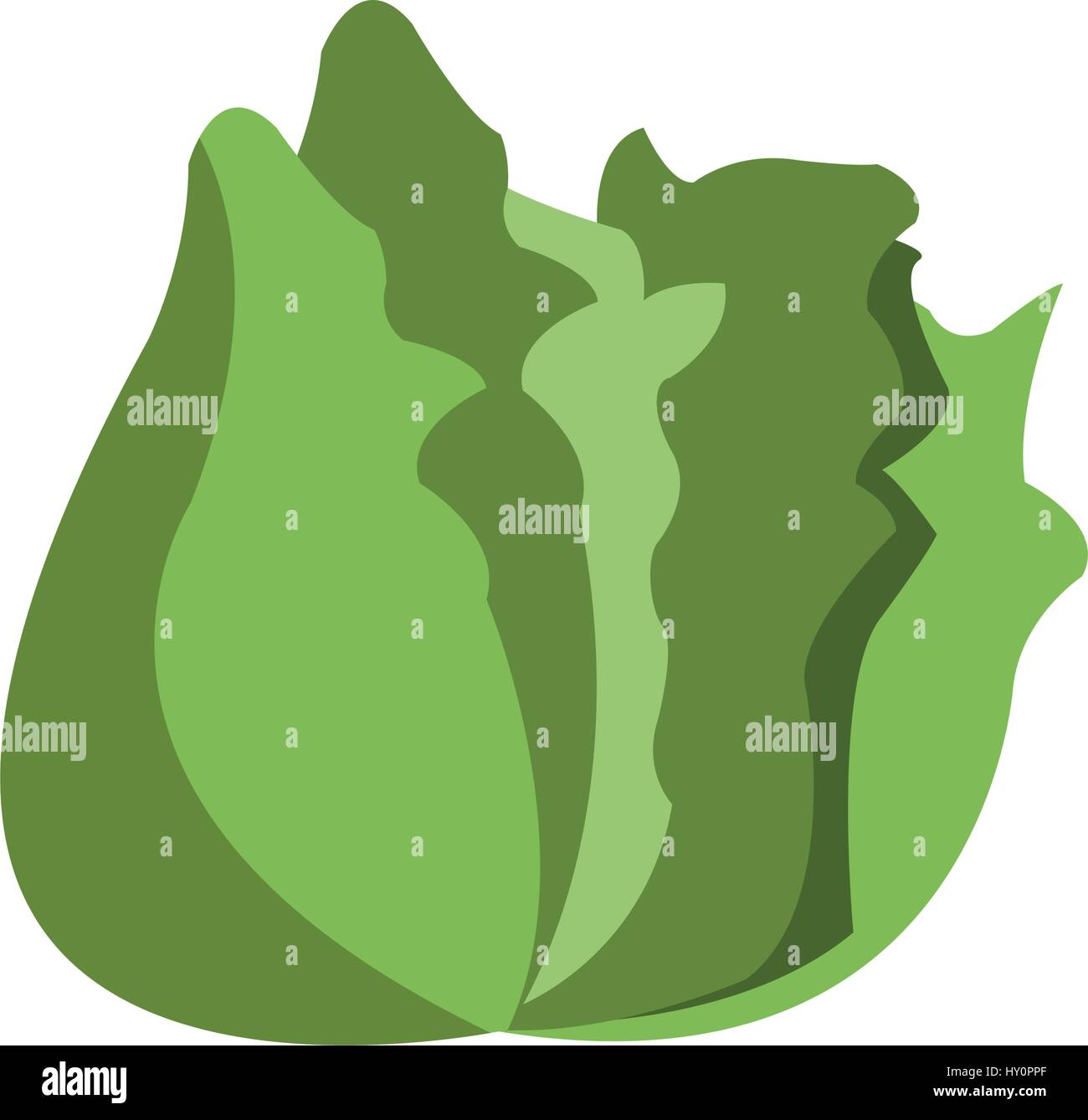 lettuce vegetable icon over white background. colorful design. vector ...