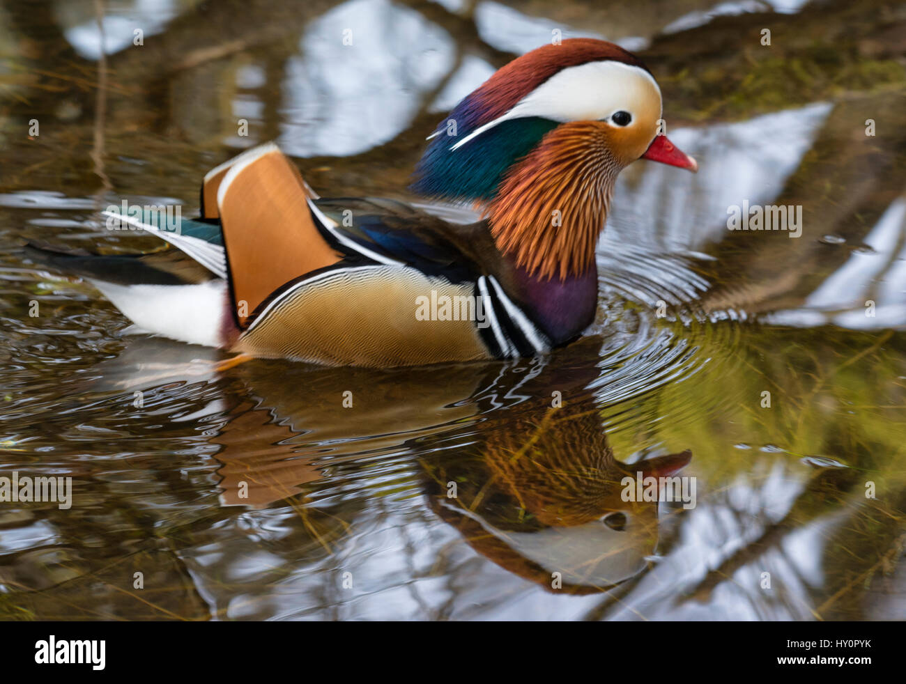 Mandarin duck drinking water hi-res stock photography and images - Alamy