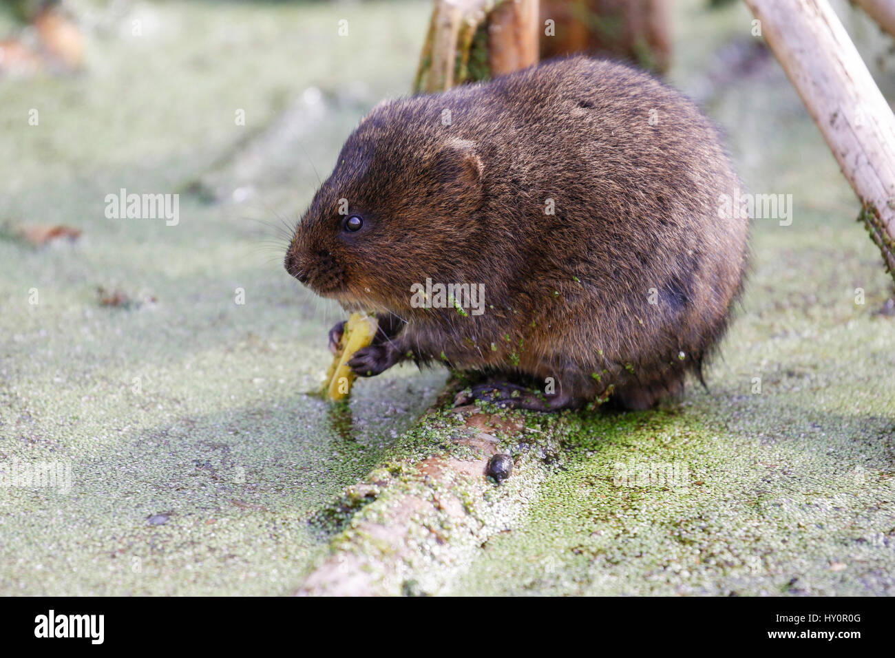 Water Vole (Arvicola amphibious Stock Photo - Alamy