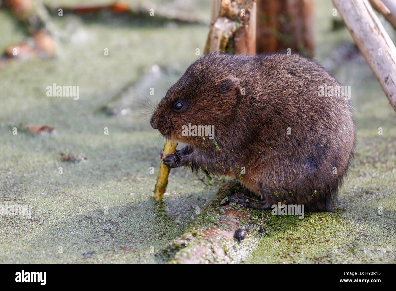 Water Vole (Arvicola amphibious Stock Photo - Alamy