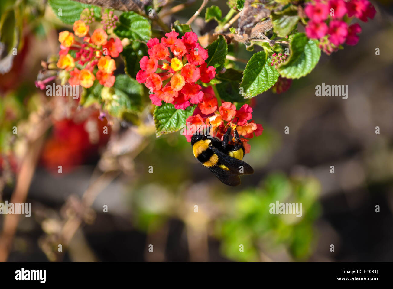 Bumble bee in Arizona dessert Stock Photo - Alamy