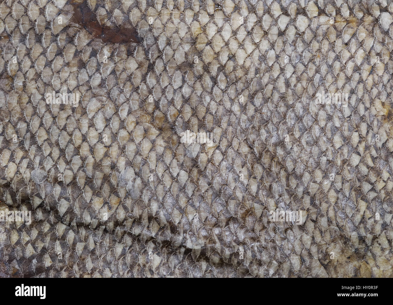 Fish scales background Stock Photo - Alamy