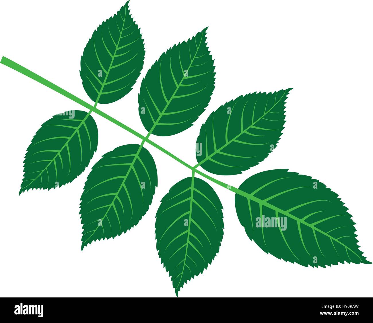 walnut - leaf vector illustration Stock Vector Image & Art - Alamy
