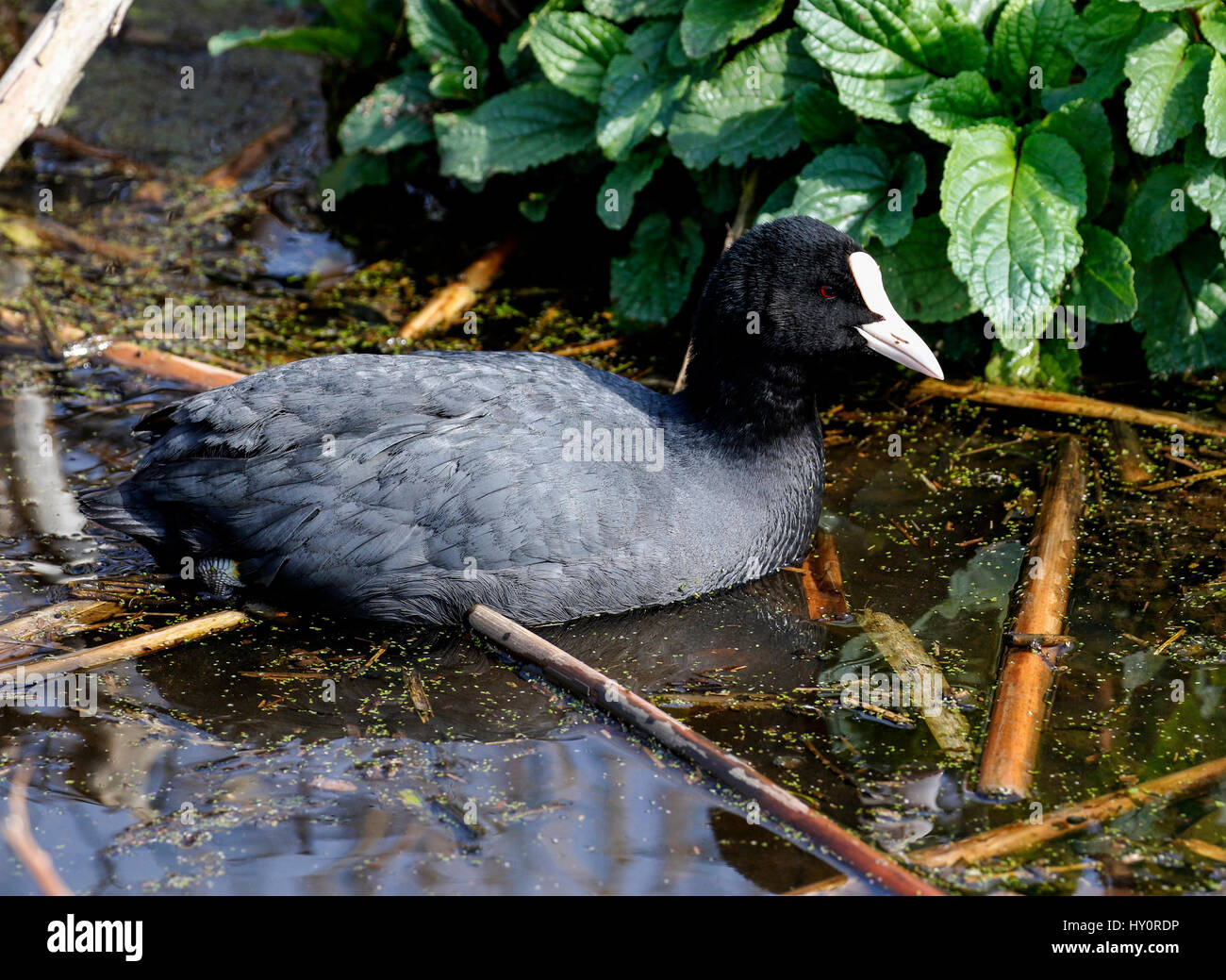 Common coots feet hi-res stock photography and images - Alamy