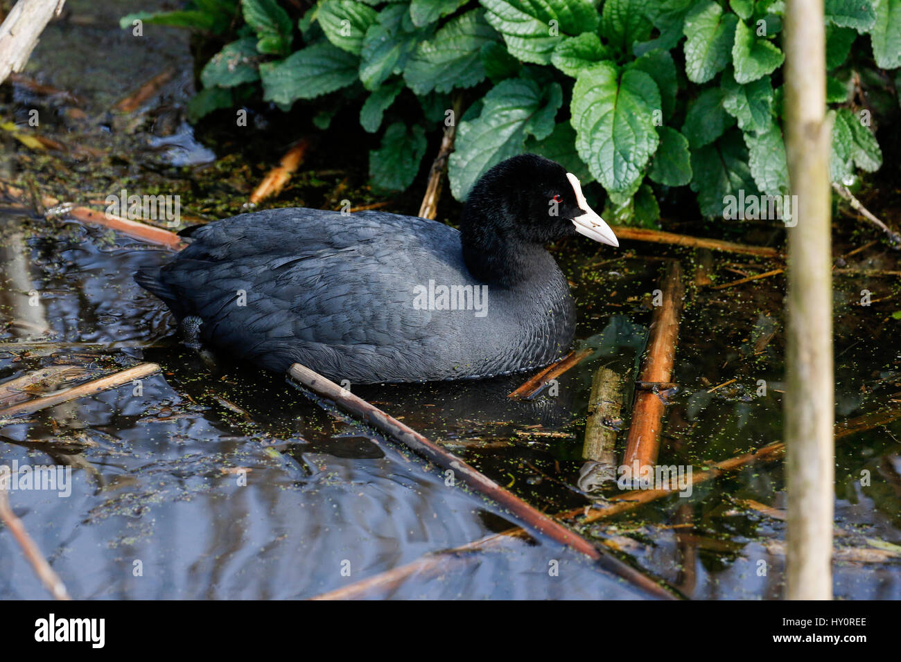 Common coots feet hi-res stock photography and images - Alamy