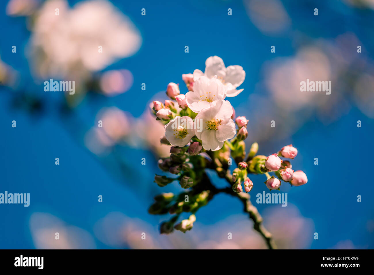 Blue cherry blossom trees hi-res stock photography and images - Alamy