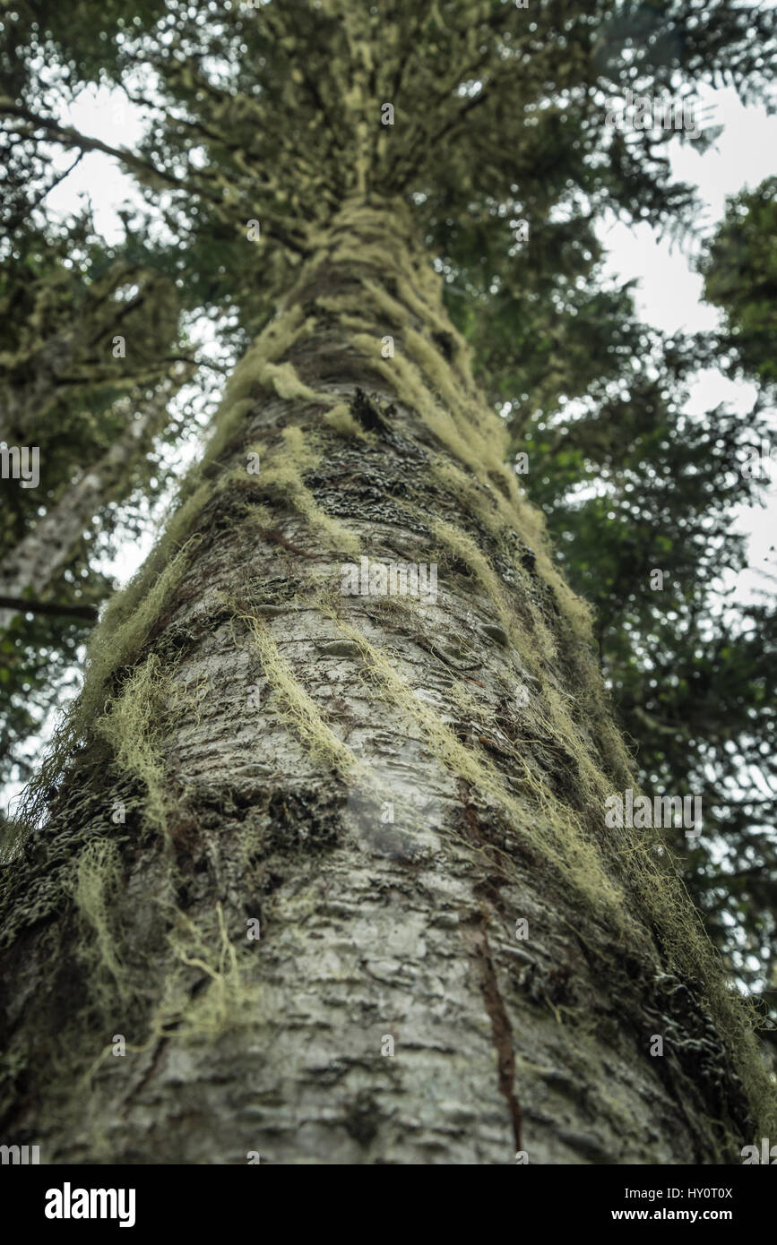 Tree strength hi-res stock photography and images - Alamy