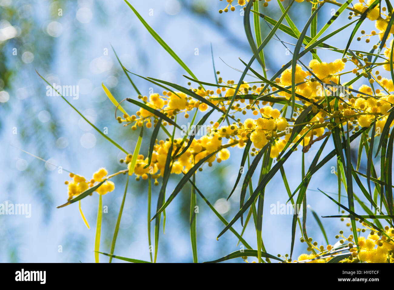 Australian acacia pycnantha hi-res stock photography and images - Alamy