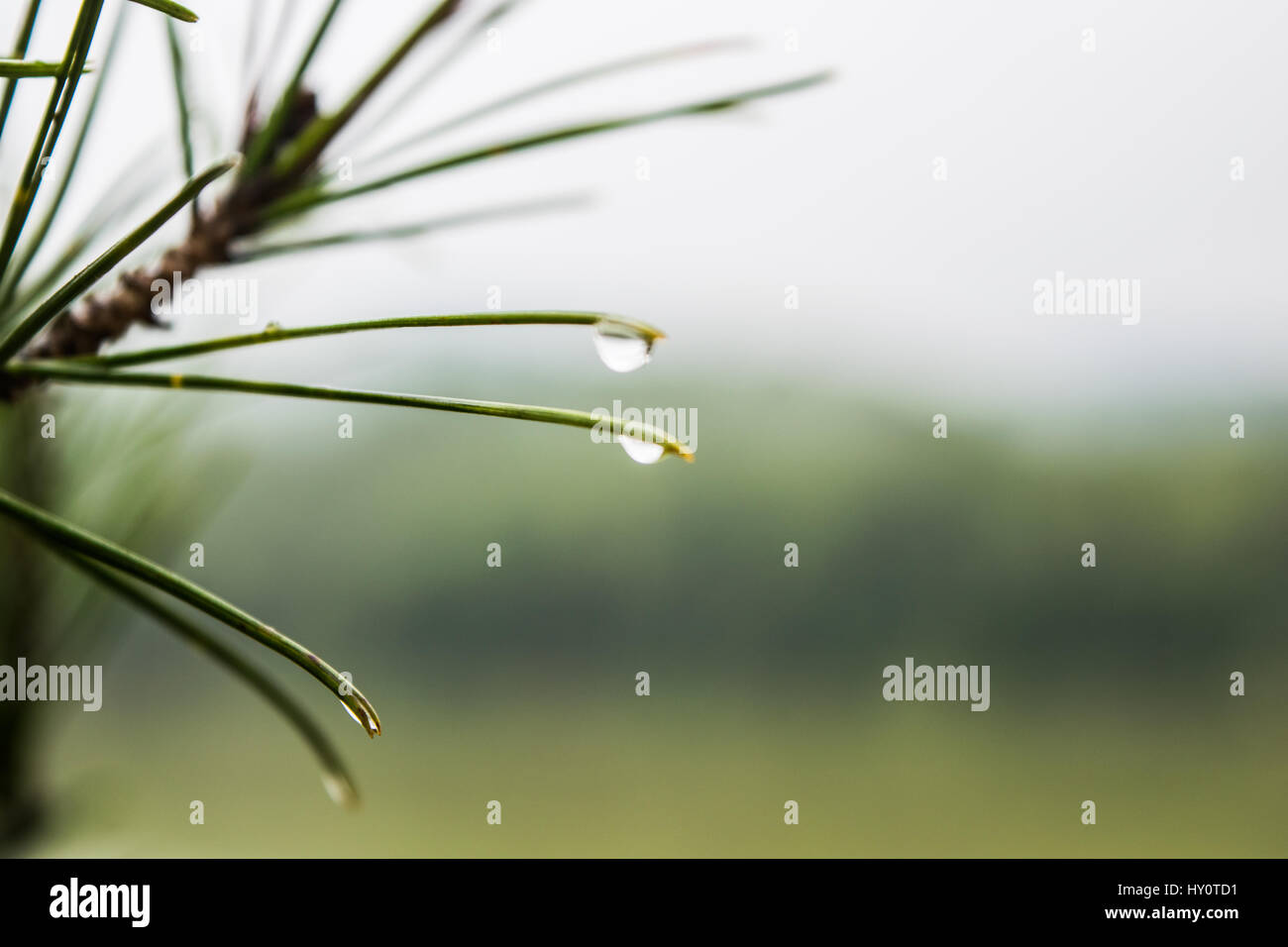 Branch of pine tree after the rain with drops Stock Photo - Alamy