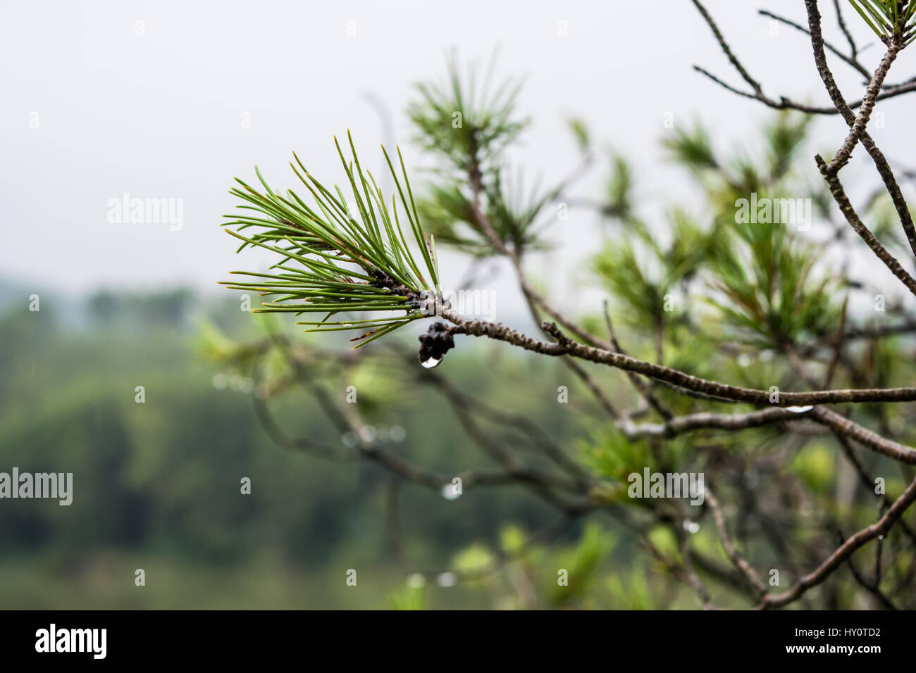 Branch of pine tree after the rain with drops Stock Photo - Alamy