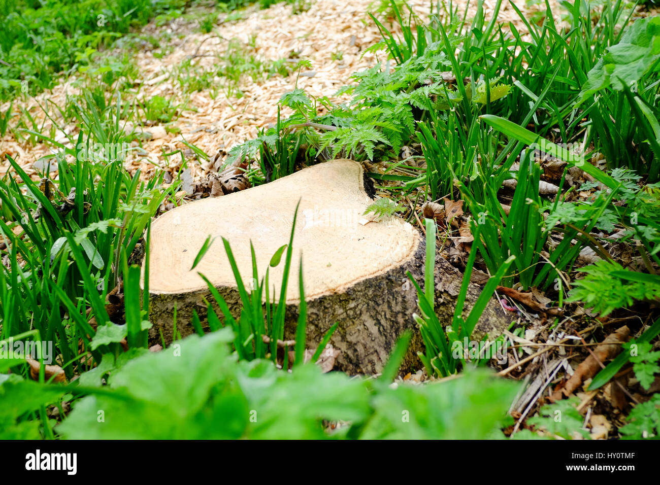 The remains of chopped down trees in princes street gardens in ...