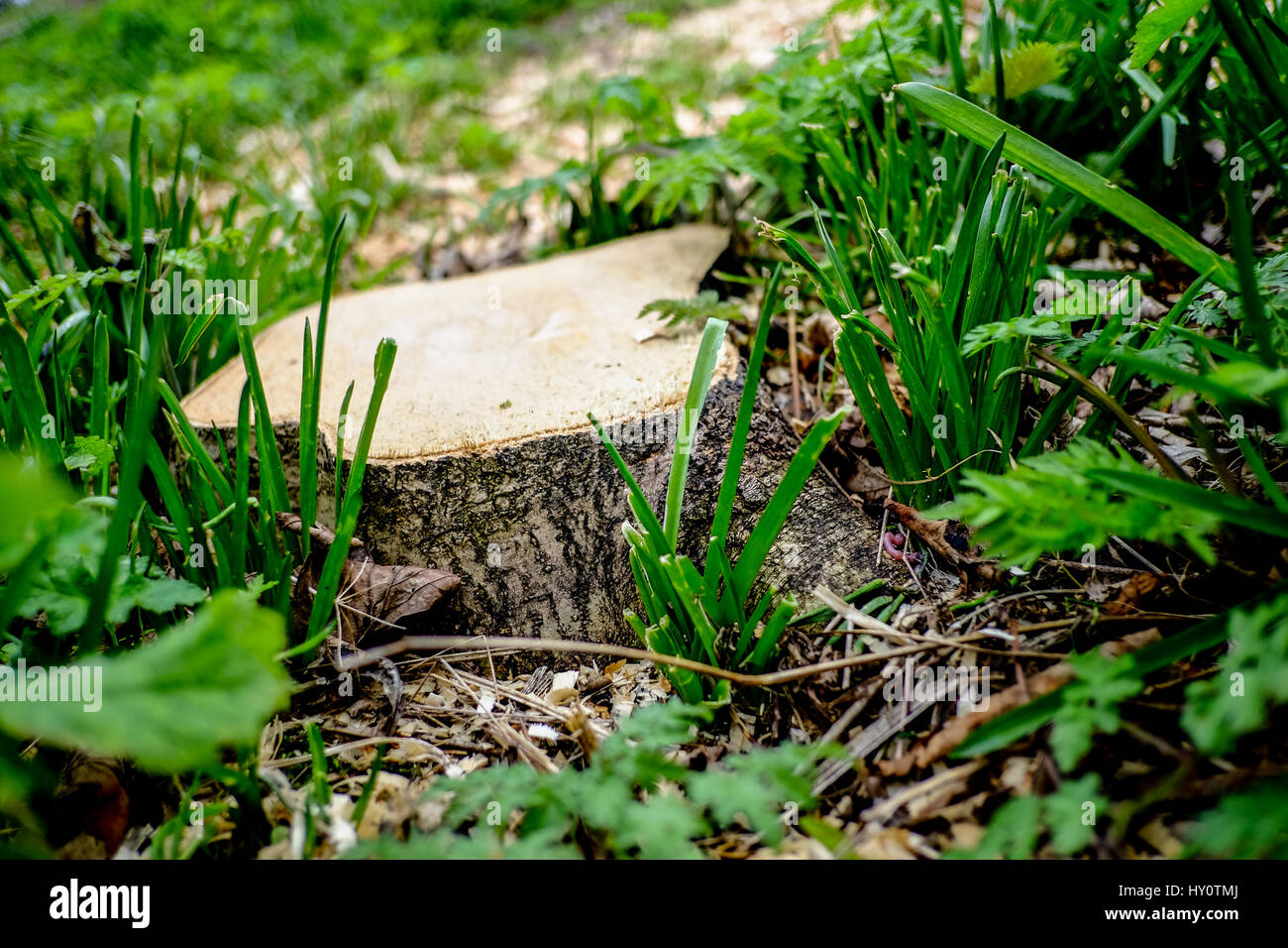 The remains of chopped down trees in princes street gardens in ...