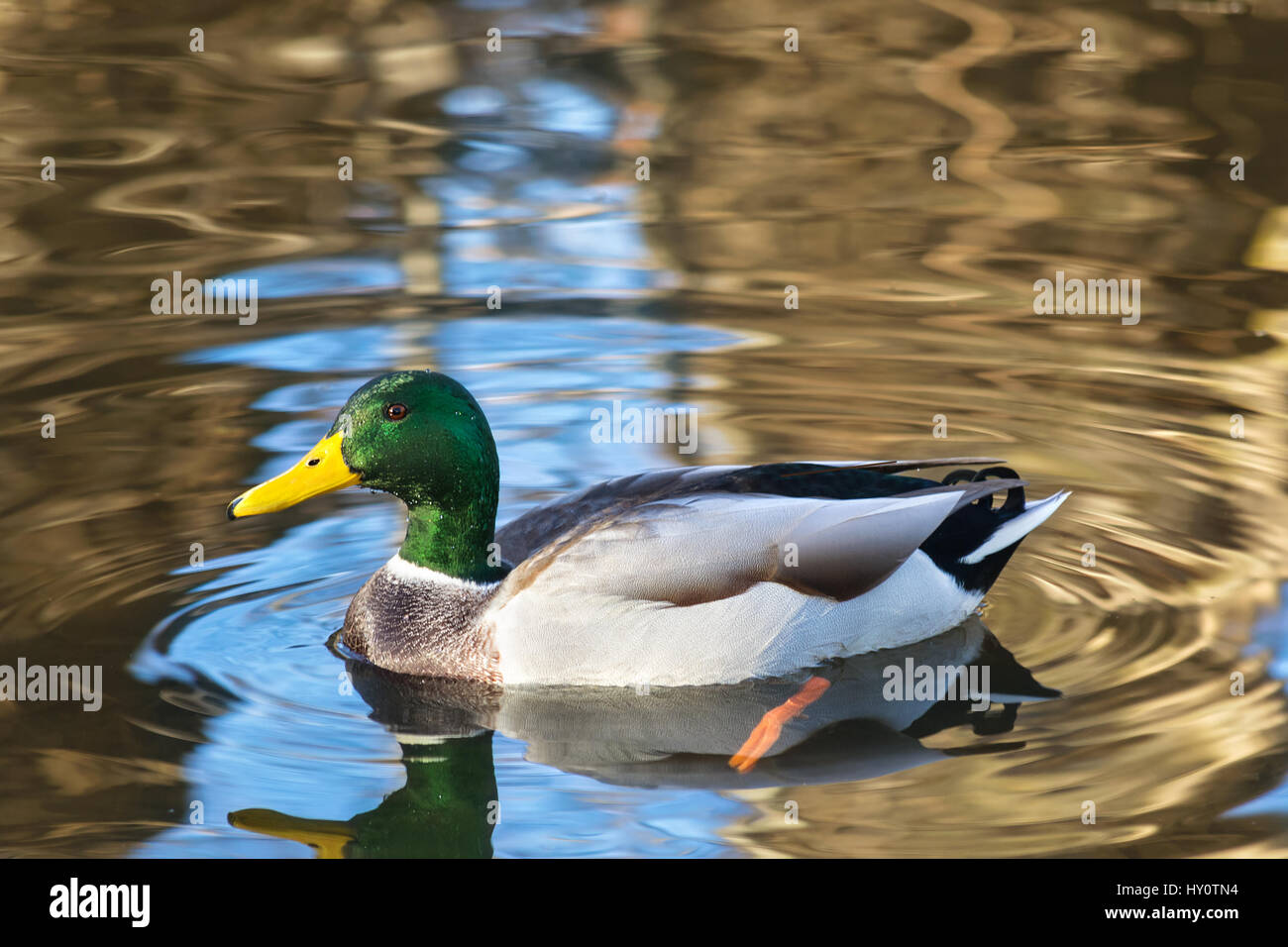 Duck swims in the pond in the summer Stock Photo - Alamy