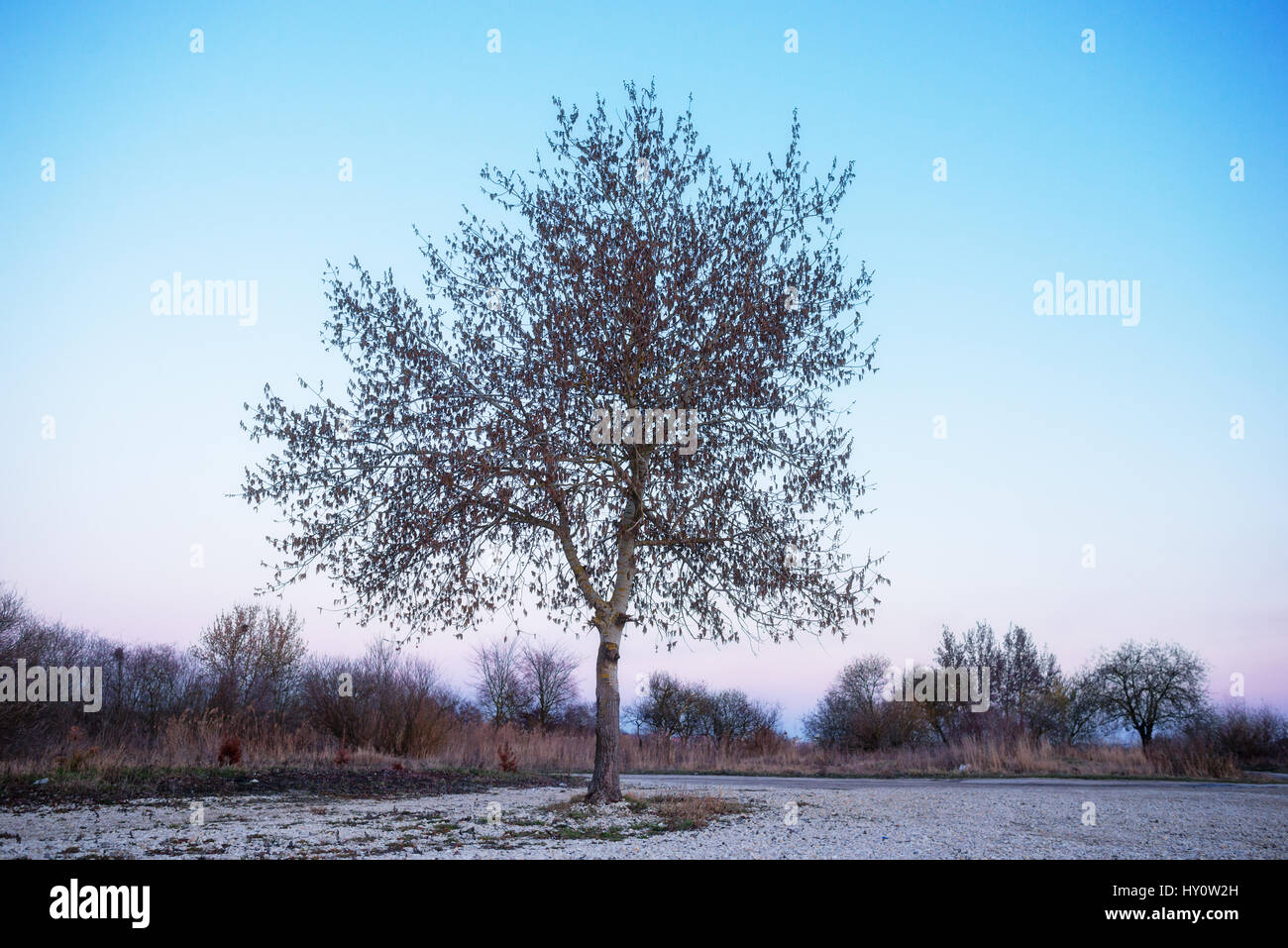 Tree without leaves on a background sunset Stock Photo - Alamy