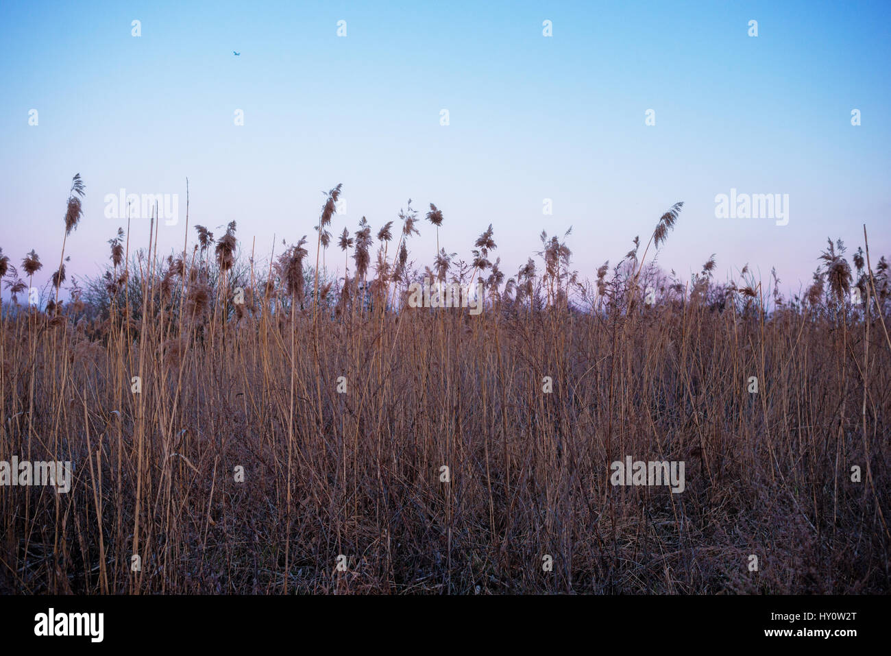 The dry cane on a background sunset Stock Photo - Alamy