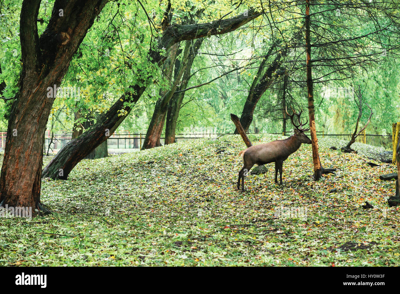 large white-tailed deer standing near the tree, nice autumn background ...