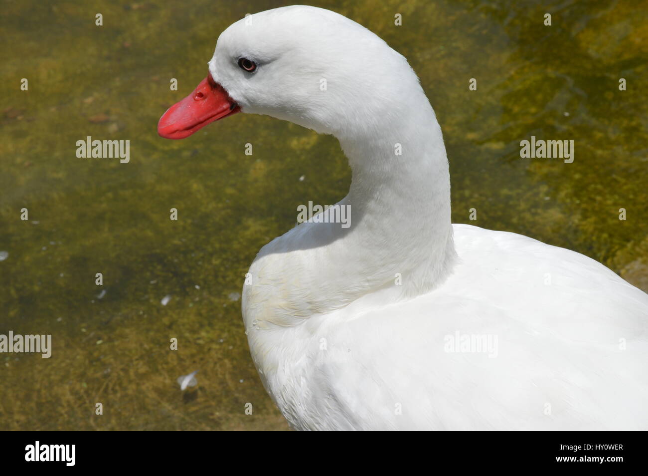 Closeup of a big white swan swimming in a pond @ Bird Garden -Beautiful ...