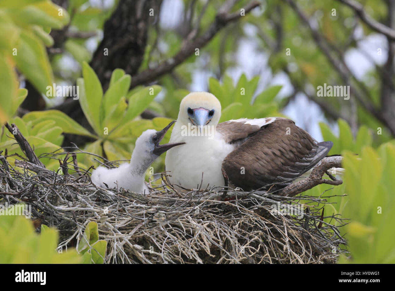 Red-footed booby bird with a chick in the nest, Christmas Island ...