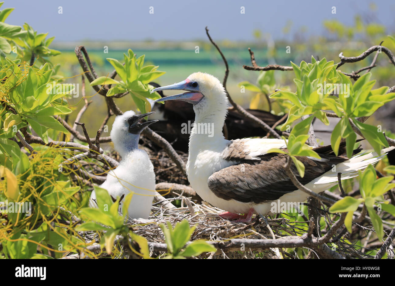 Red-footed booby bird with a chick in the nest, Christmas Island ...